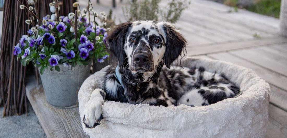 Isarhund